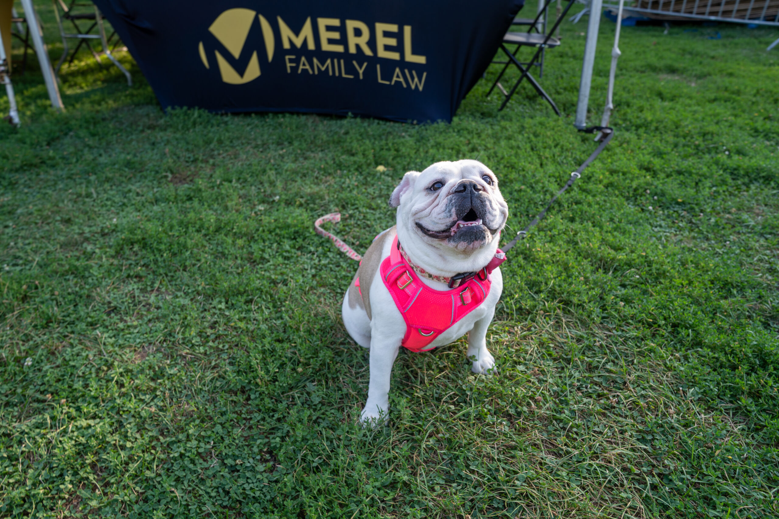 Regelungen zum Sorgerecht für Haustiere in Illinois – Merel Familienrecht